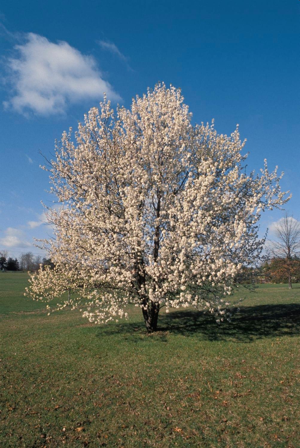 Tree of the Week: Callery Pear - Forest ReLeaf